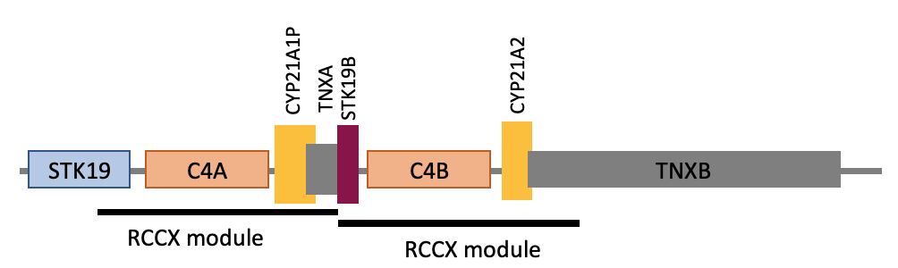 Overcoming high homology to detect variation in CYP21A2 with whole ...