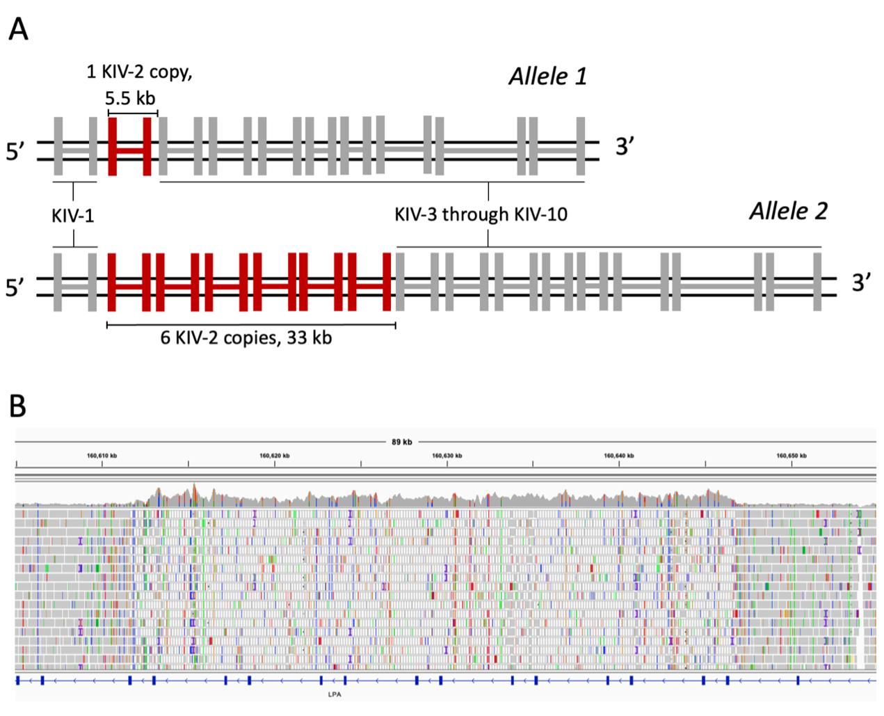 Using whole-genome sequencing to evaluate copy number variants of the ...