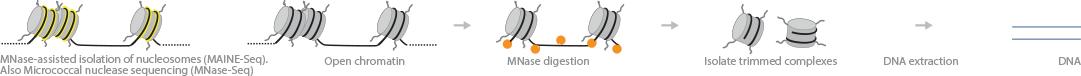 MAINE-Seq/Mnase-Seq/Nucleo-Seq